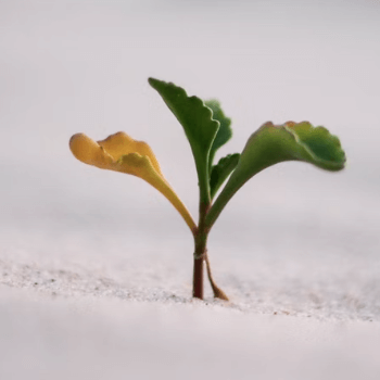 The beauty in slow growth - Phi Dang, Human Design Life Coach Sydney